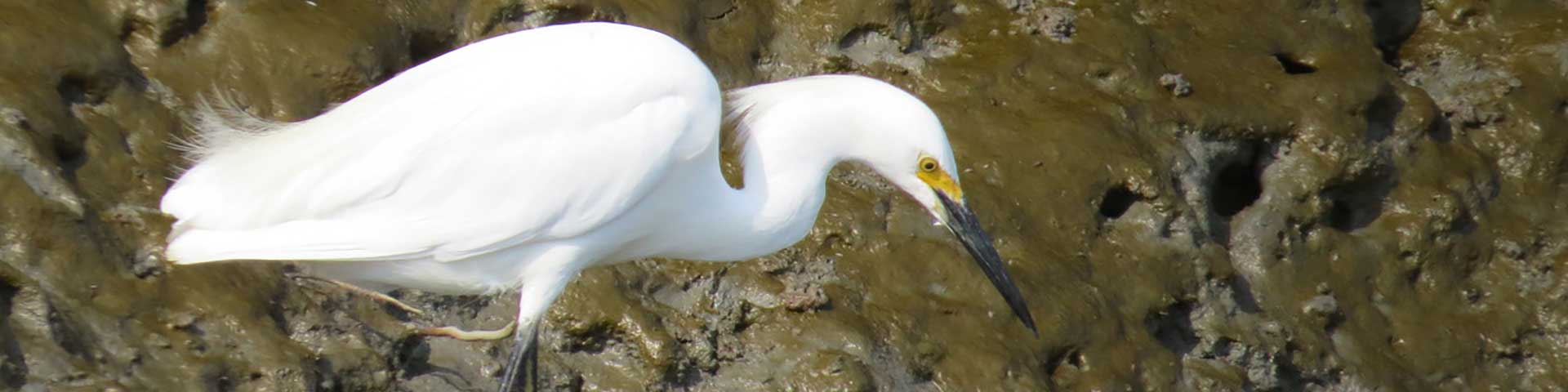 STANDARD PAGE TEMPLATE - Mount Diablo Bird Alliance