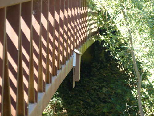 Bats on Our Bridges - Mount Diablo Bird Alliance
