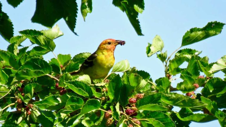 Connecting People with Birds - Mount Diablo Bird Alliance