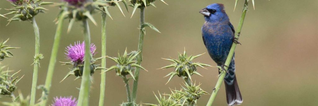 About - Mount Diablo Bird Alliance