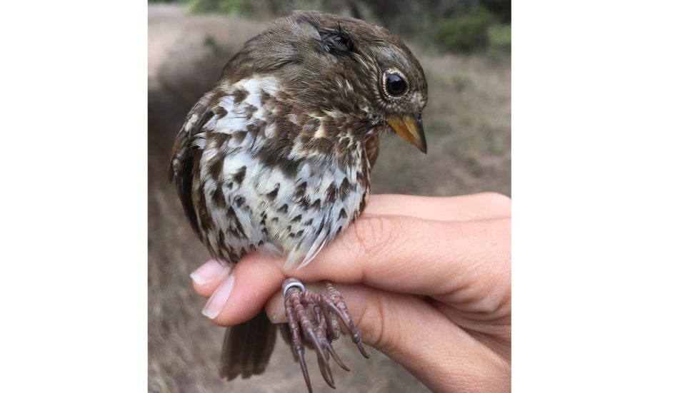 Young Birders Club - Mist Netting & Bird Banding at Palomarin Field ...