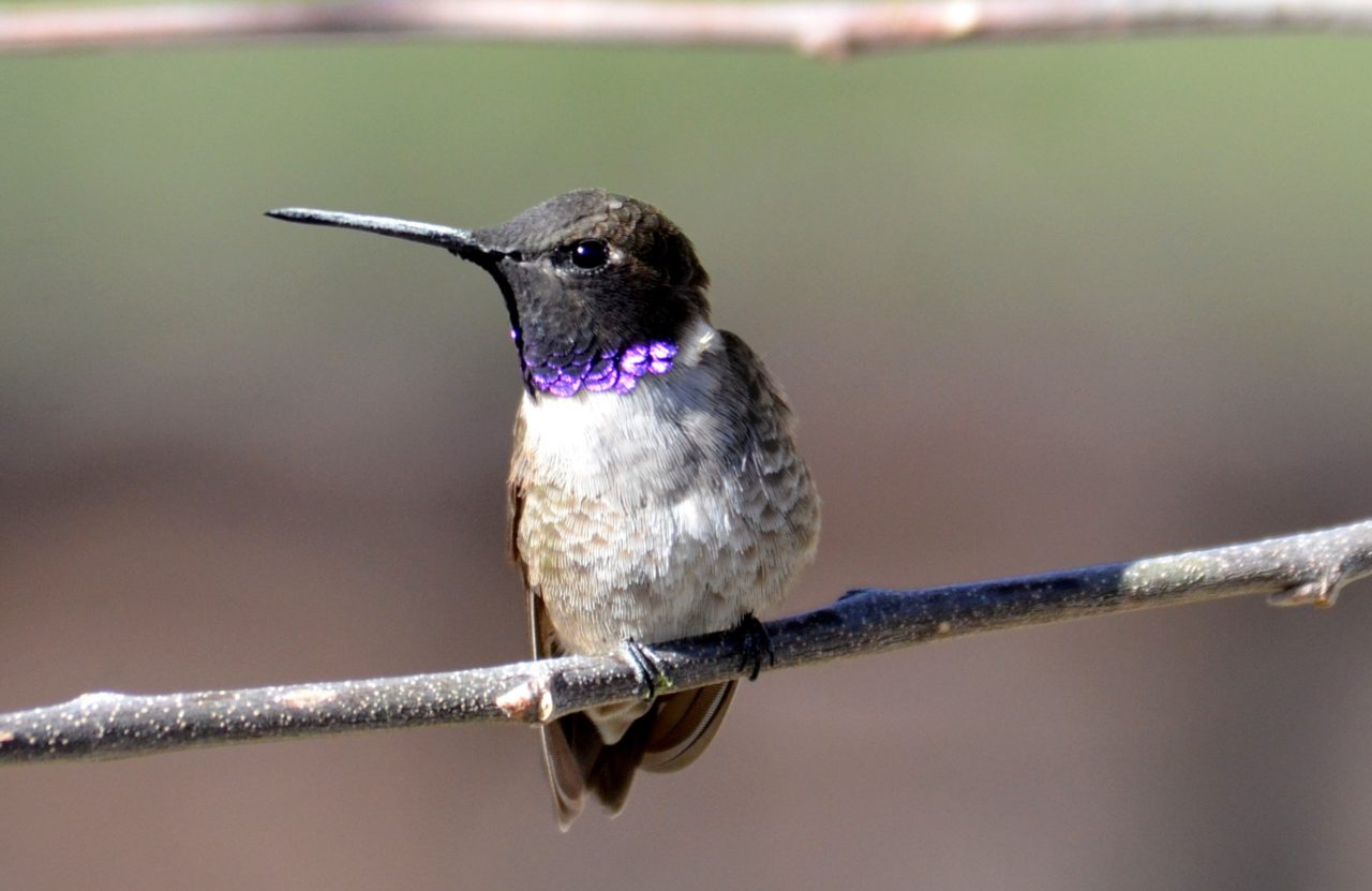 MDBA Field Trip - East Contra Costa County - Mount Diablo Bird Alliance