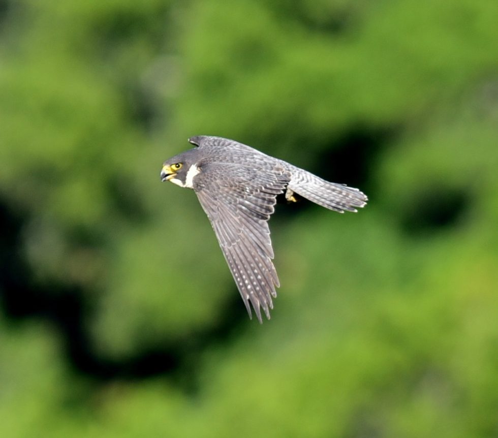 Pine Canyon - CANCELLED - Mount Diablo Bird Alliance