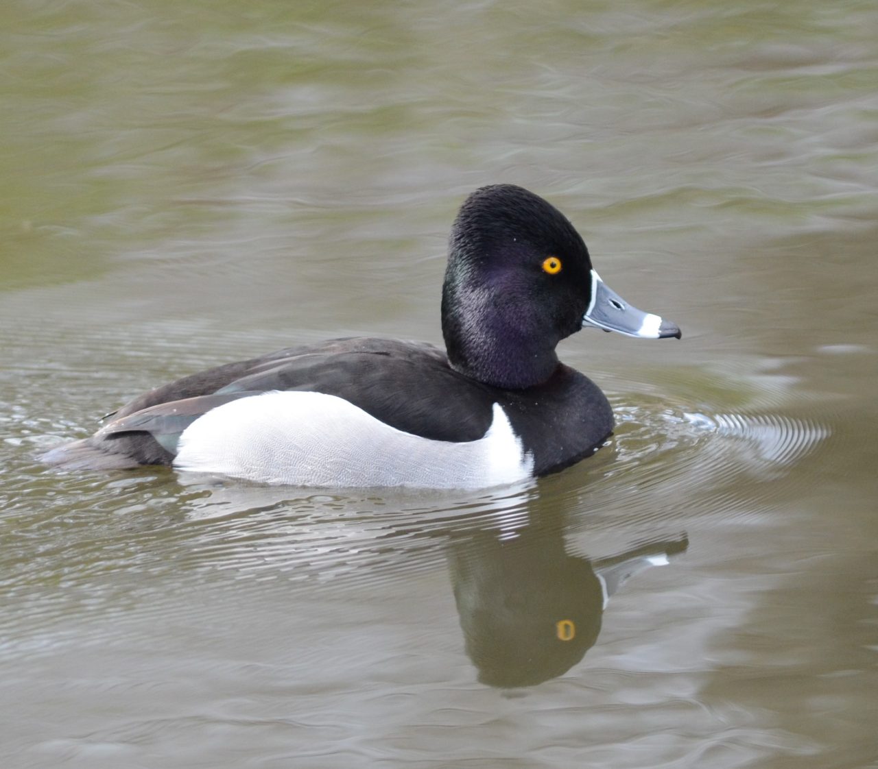 MDBA Field Trip - Walnut Creek Parks - Mount Diablo Bird Alliance