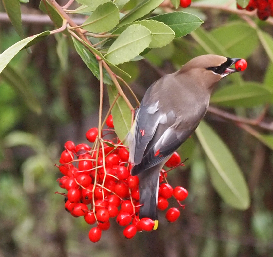 Photo Contest 2021 - Mount Diablo Bird Alliance