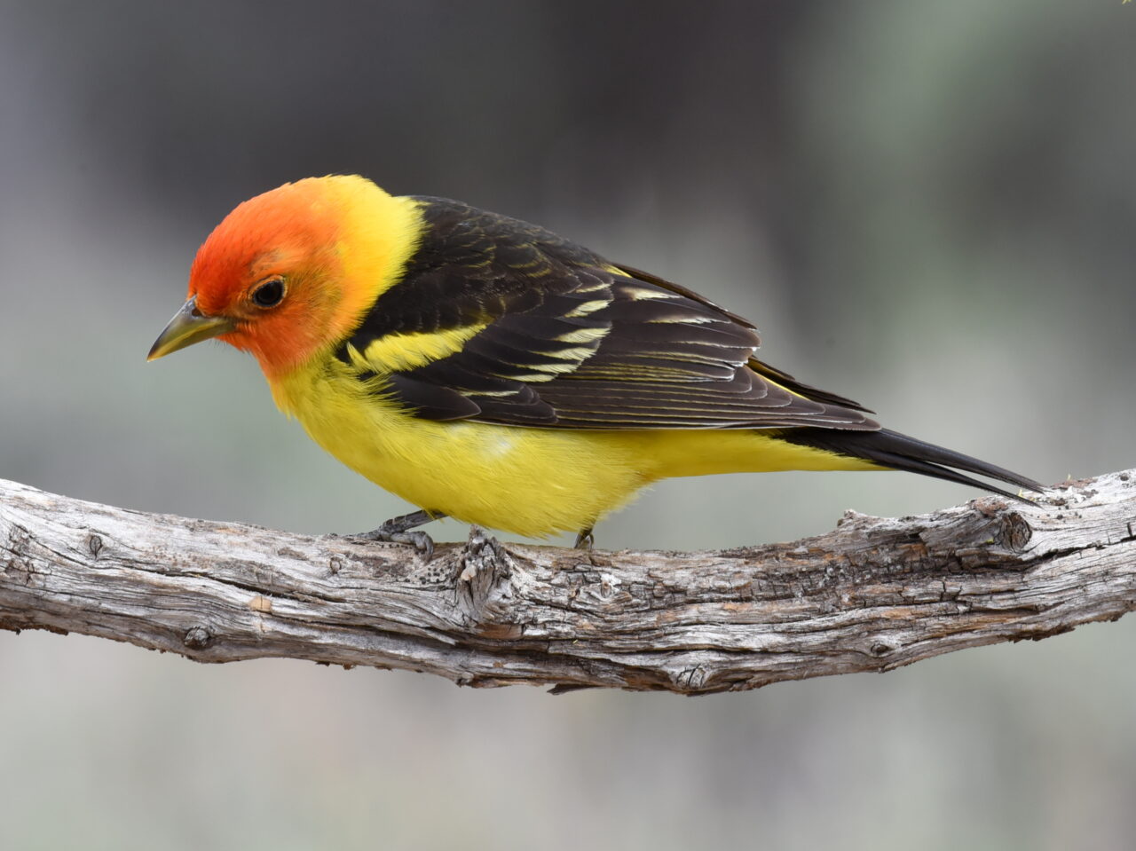 MDAS/SMD Field Trip - Curry Canyon - Mount Diablo Bird Alliance