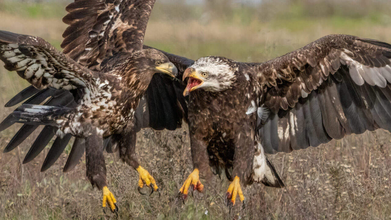 Photo Contest Rules 2024 - Mount Diablo Bird Alliance