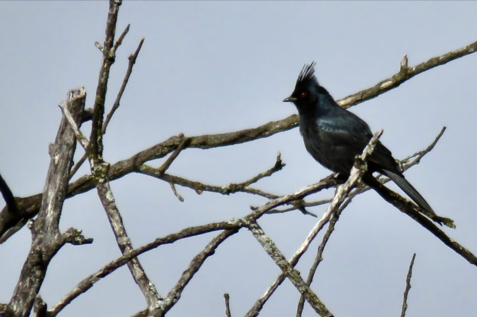 MDBA Field Trip - Putah Creek - Mount Diablo Bird Alliance