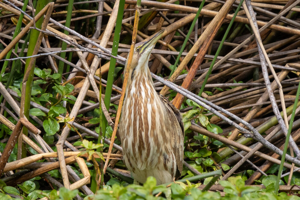 MDBA Field Trip - Contra Loma Regional Park - Mount Diablo Bird Alliance